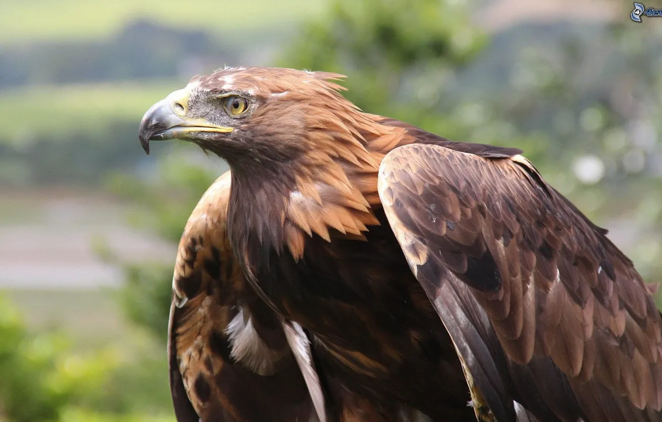 Wallpaper predatory, bird, nature for mobile and desktop, section ...