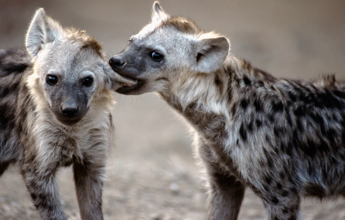 Wallpaper couple, animal, predators, wildlife, .two black-and-gray ...