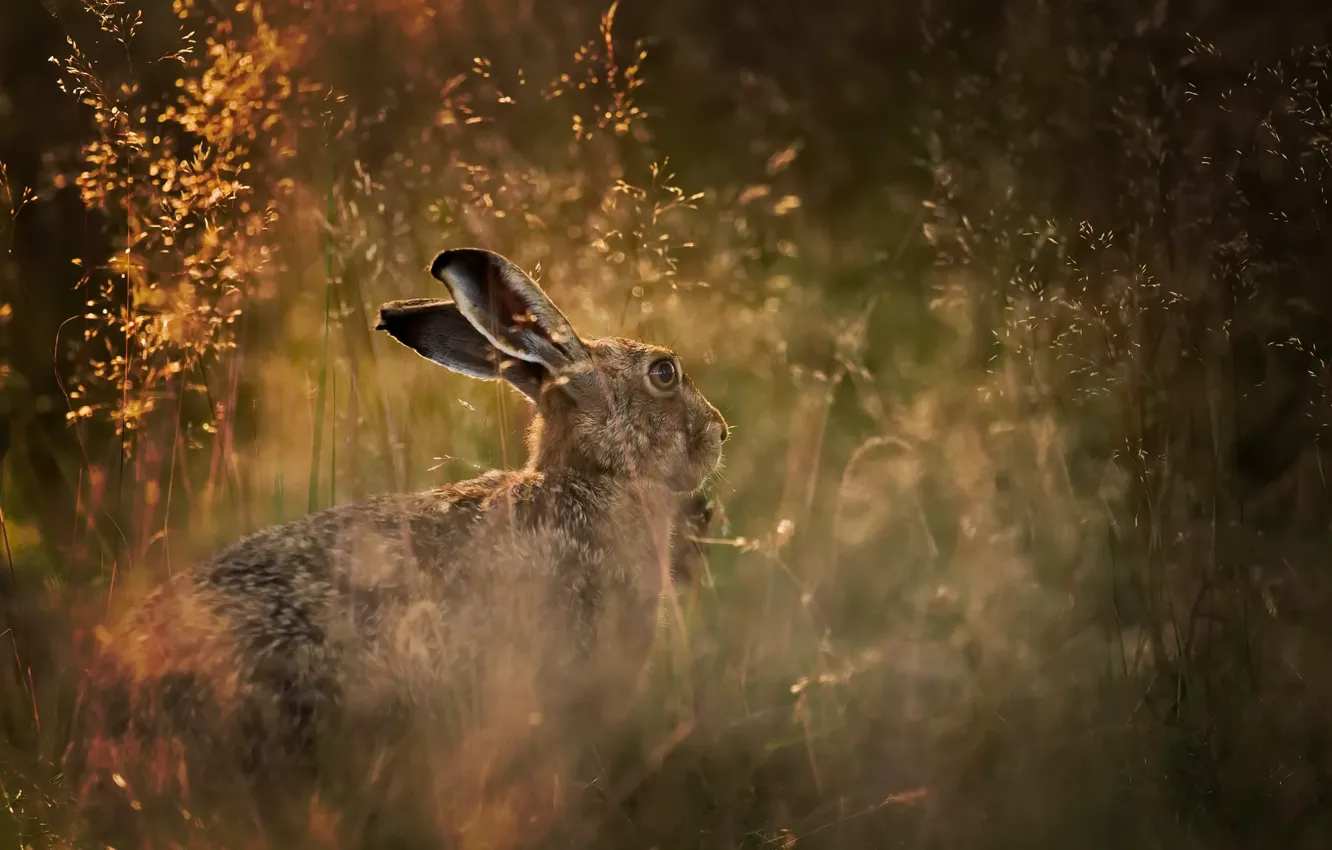 Wallpaper summer, nature, hare for mobile and desktop, section животные ...