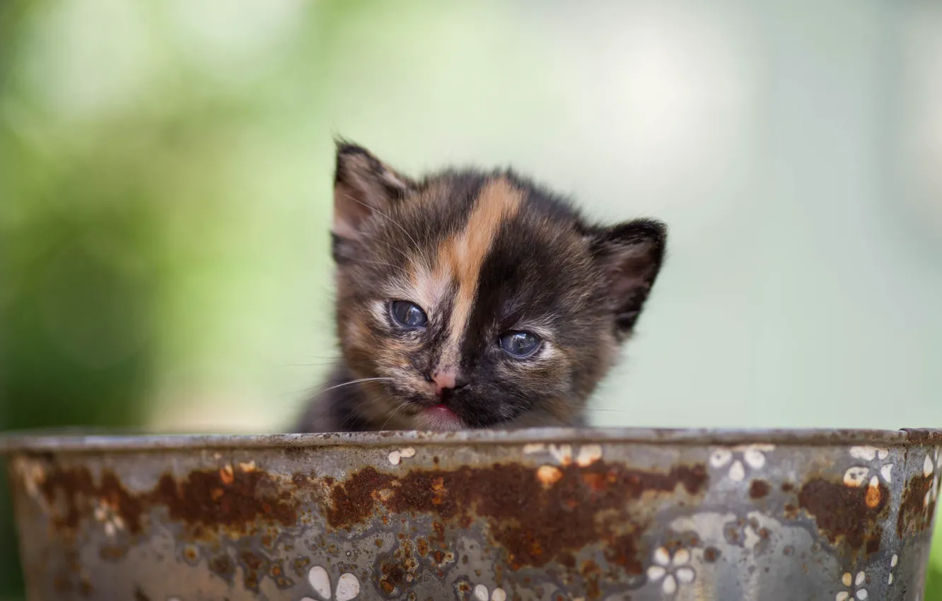 Wallpaper look, background, baby, muzzle, kitty, Taz images for desktop ...