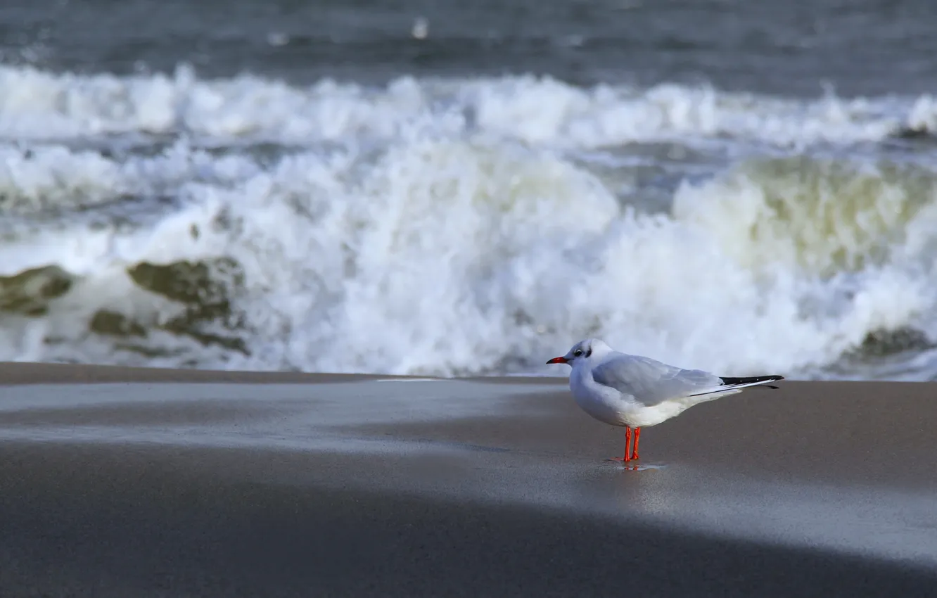 Wallpaper beach, sea, wave, seagull for mobile and desktop, section ...