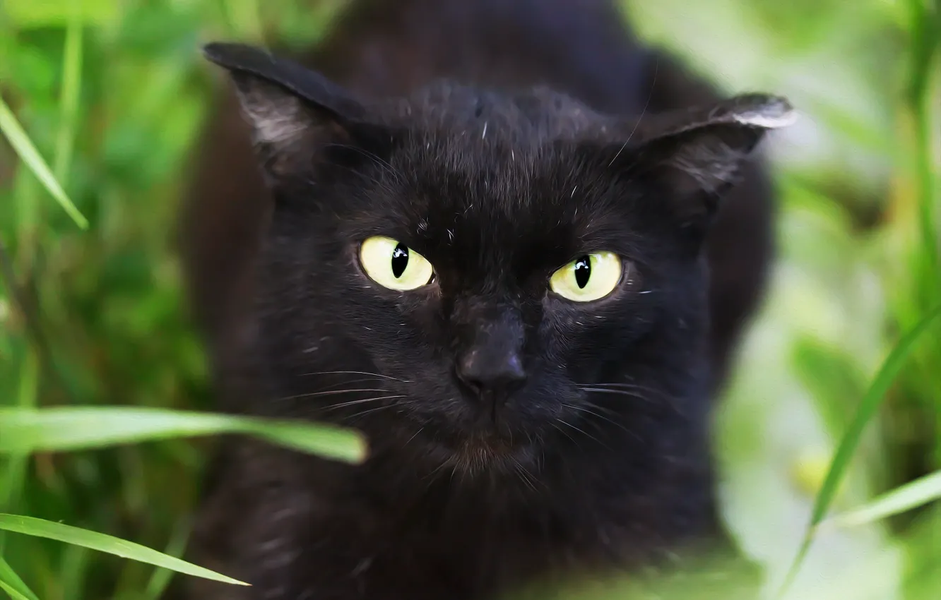 Wallpaper cat, background, weed for mobile and desktop, section кошки ...