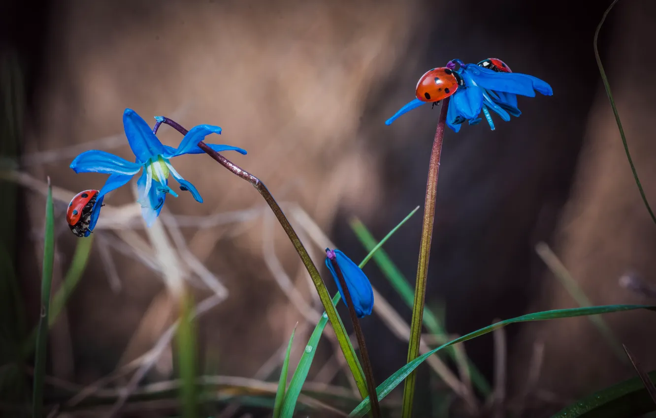 Wallpaper ladybug, spring, primrose for mobile and desktop, section ...