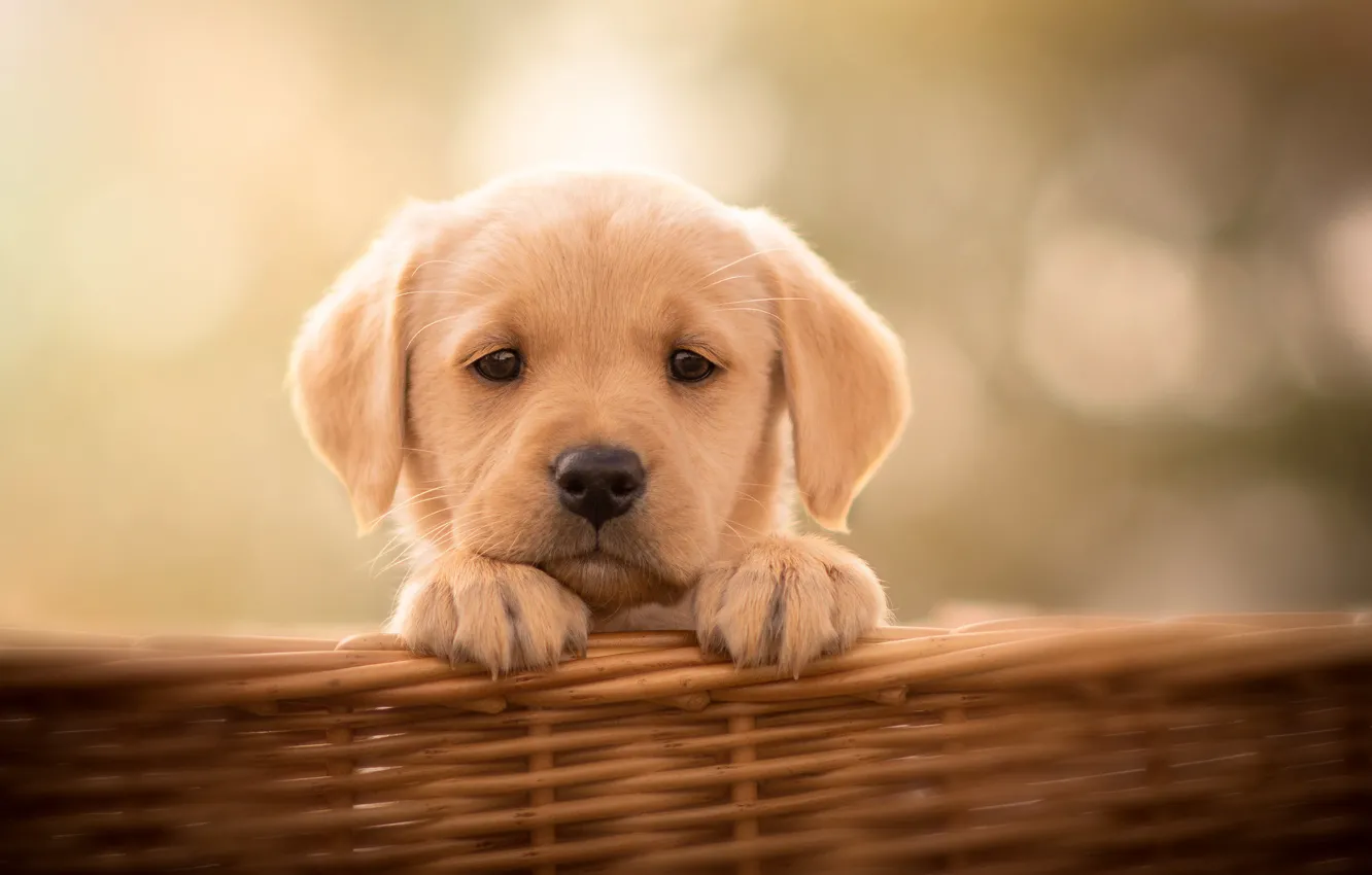 Wallpaper look, background, basket, dog, puppy, face, doggie, Labrador ...