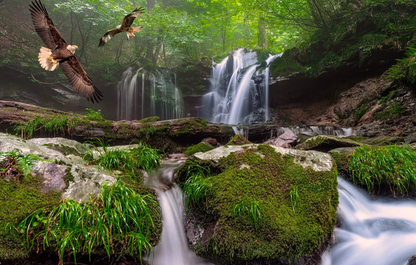 Wallpaper forest, eagle, waterfall for mobile and desktop, section ...