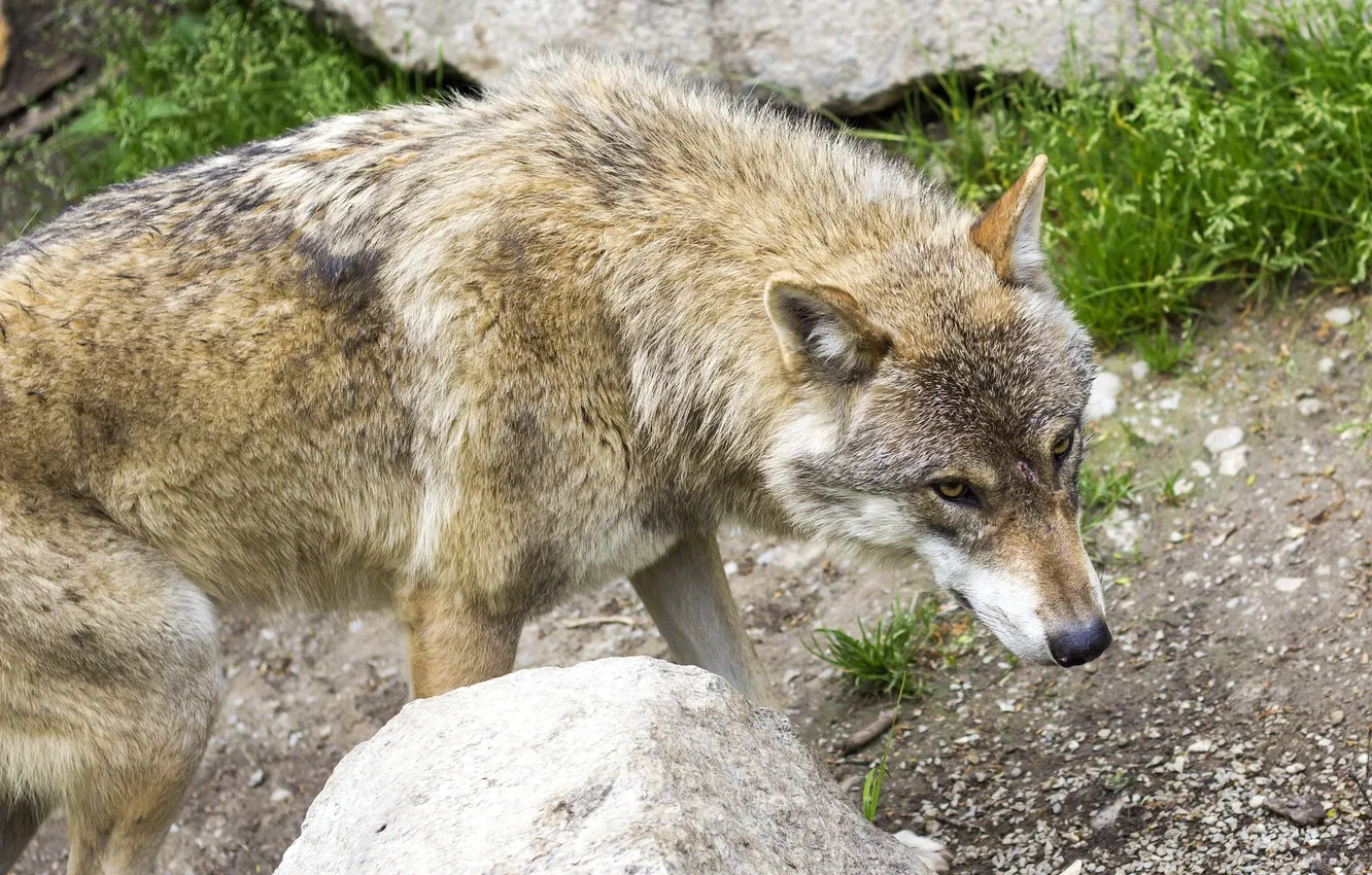 Wallpaper nature, snow, predator, face, animal, wolf, wolves, wildlife ...