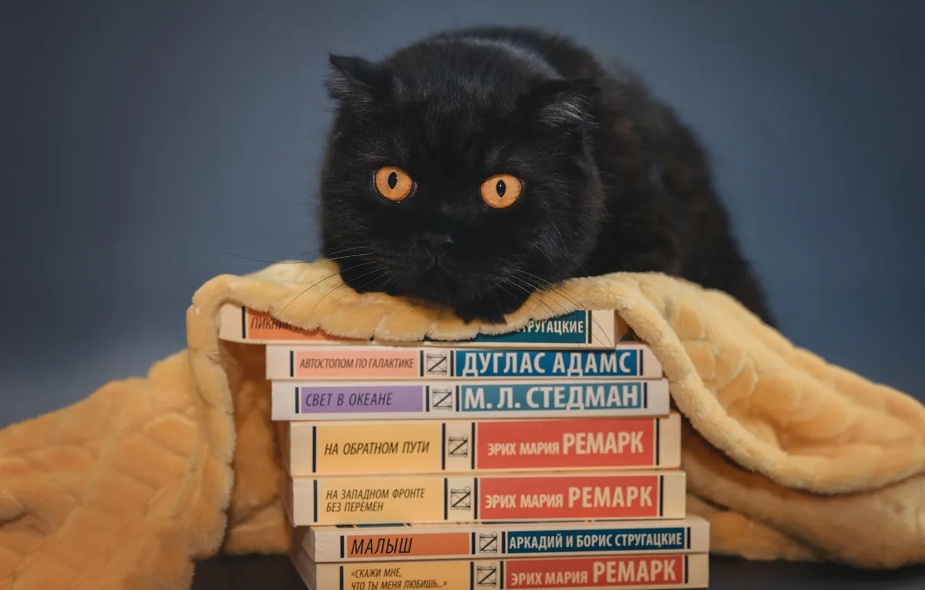 Wallpaper cat, cat, look, pose, black, book, stack, plaid for mobile ...