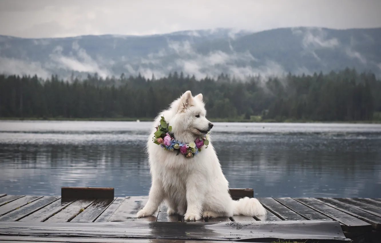 Wallpaper white, look, pose, dog, face, Samoyed for mobile and desktop ...