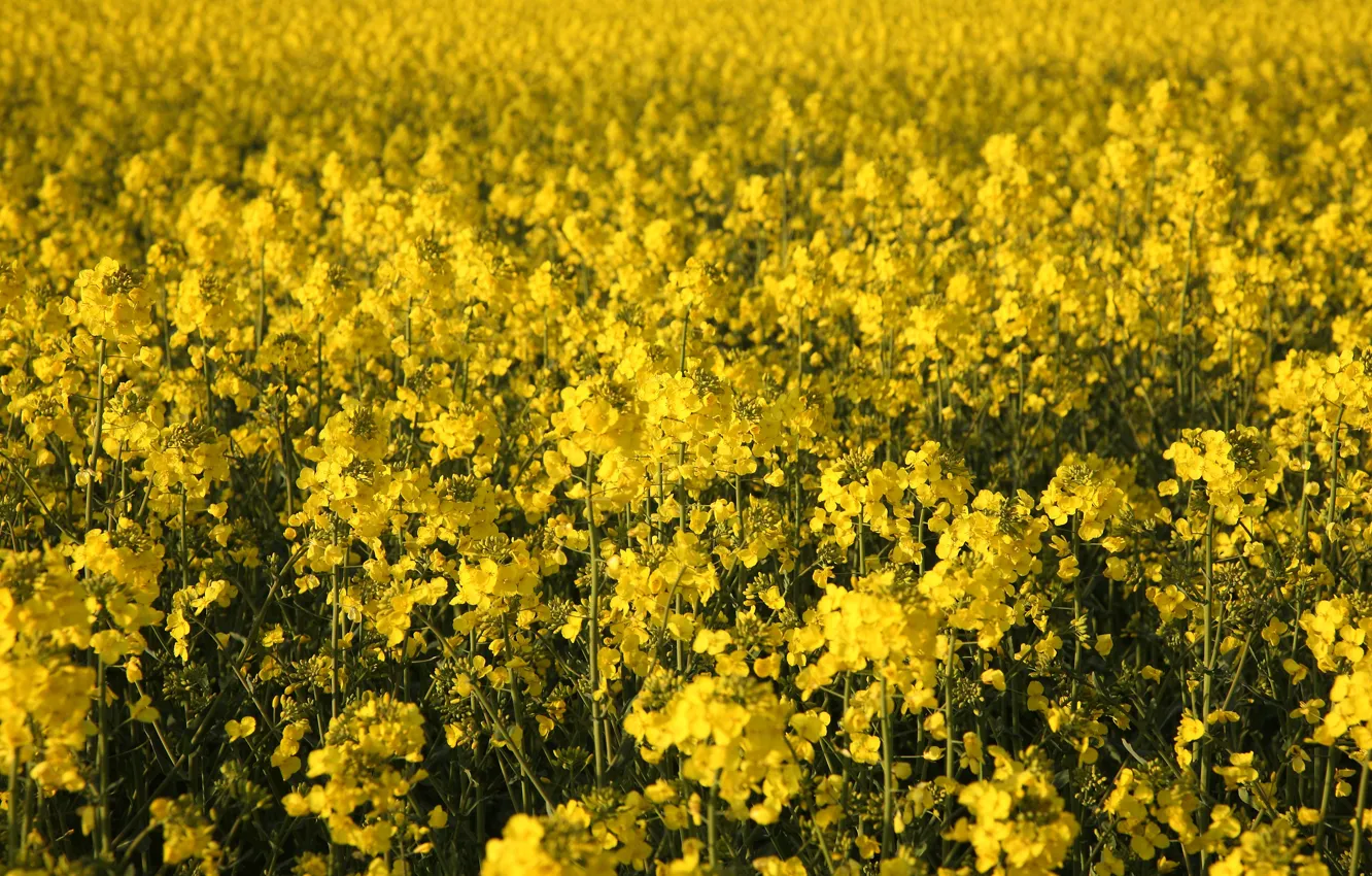 Wallpaper field, spring, flowering, field, spring, yellow flowers ...