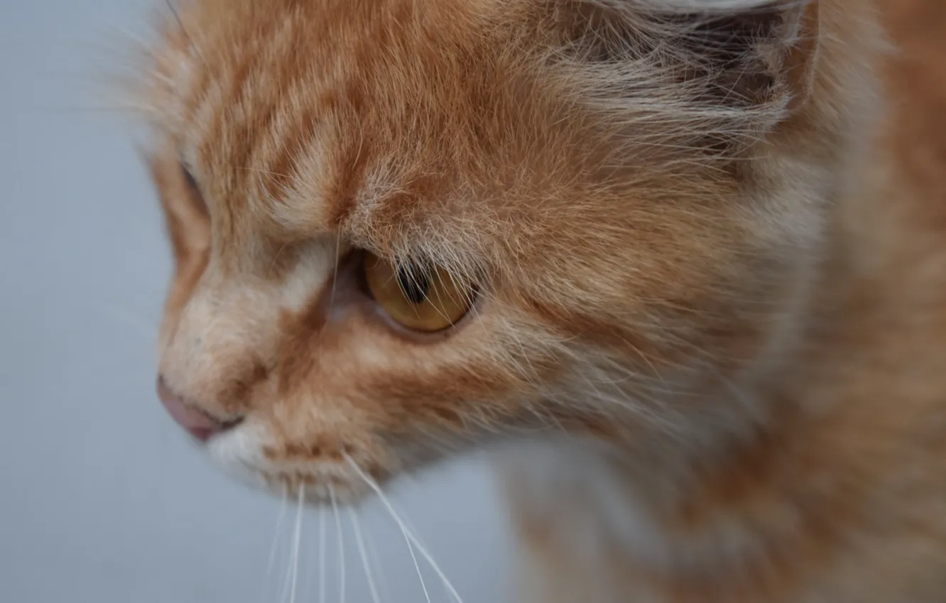 Wallpaper cat, cute, red, kitty for mobile and desktop, section кошки ...