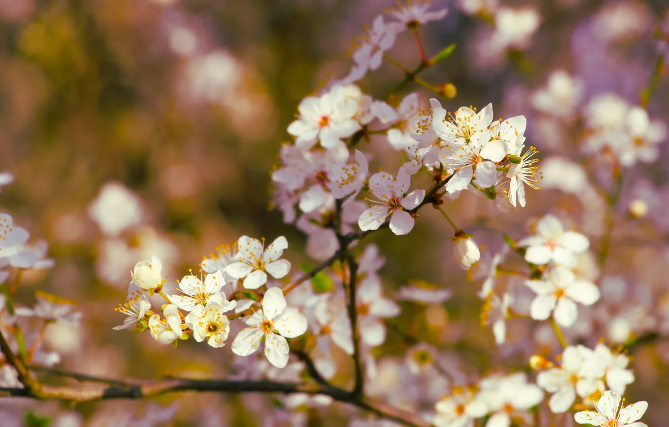 Wallpaper white, flower, tree, spring for mobile and desktop, section ...