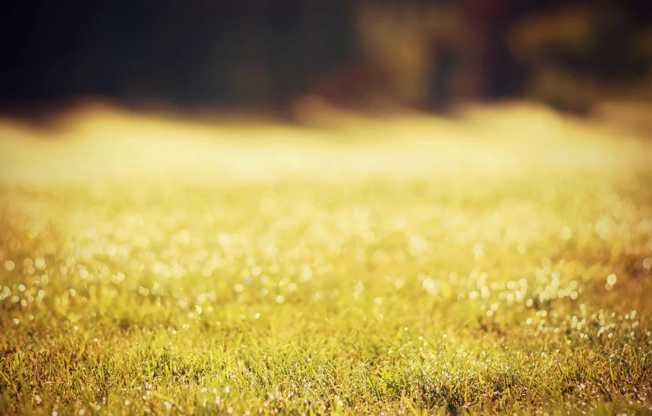 Wallpaper Greens Grass The Sun Drops Macro Nature Rosa Bokeh