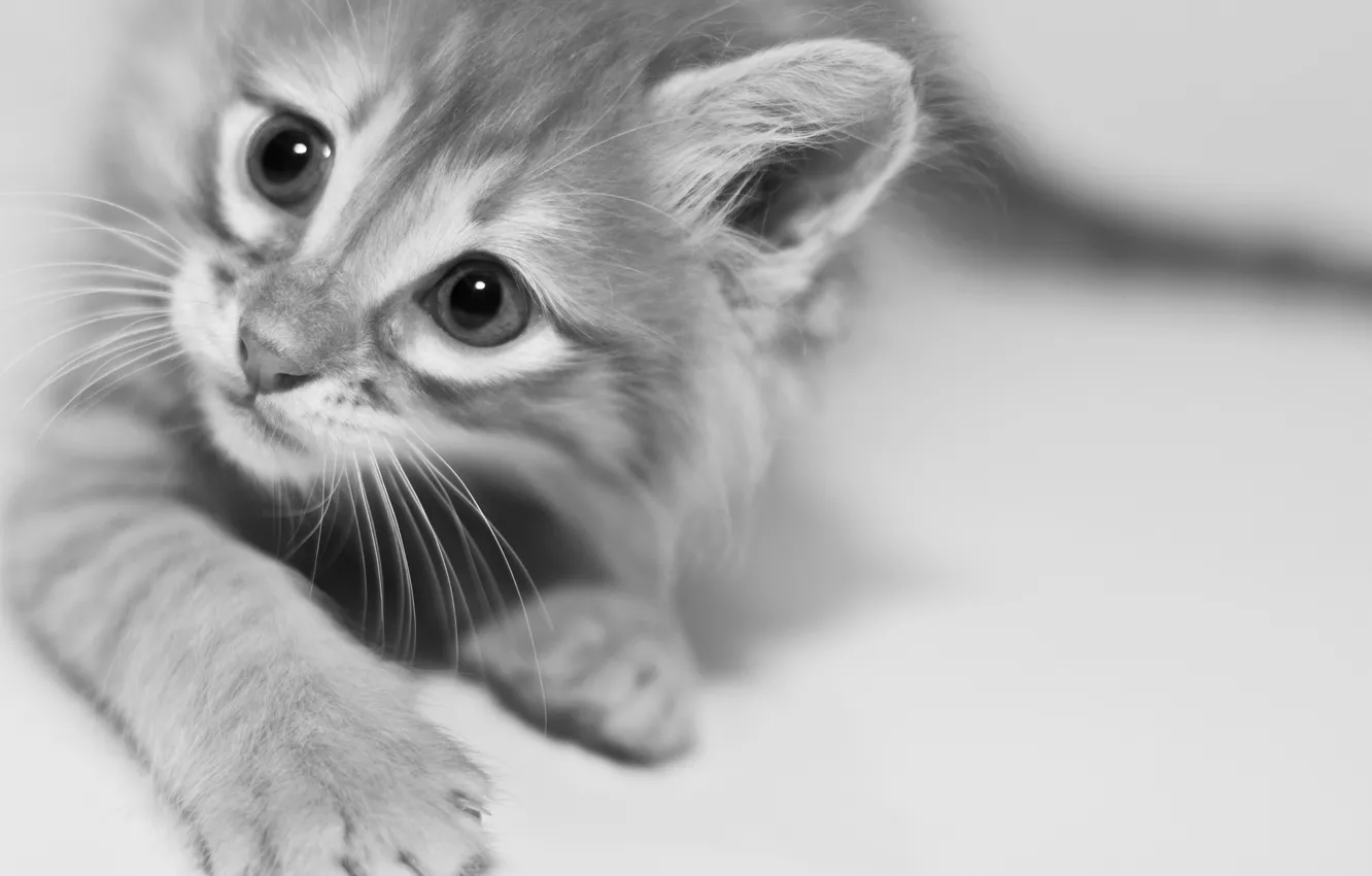 Wallpaper cat, kitty, animal, kitten, cat, monochrome, animal ...