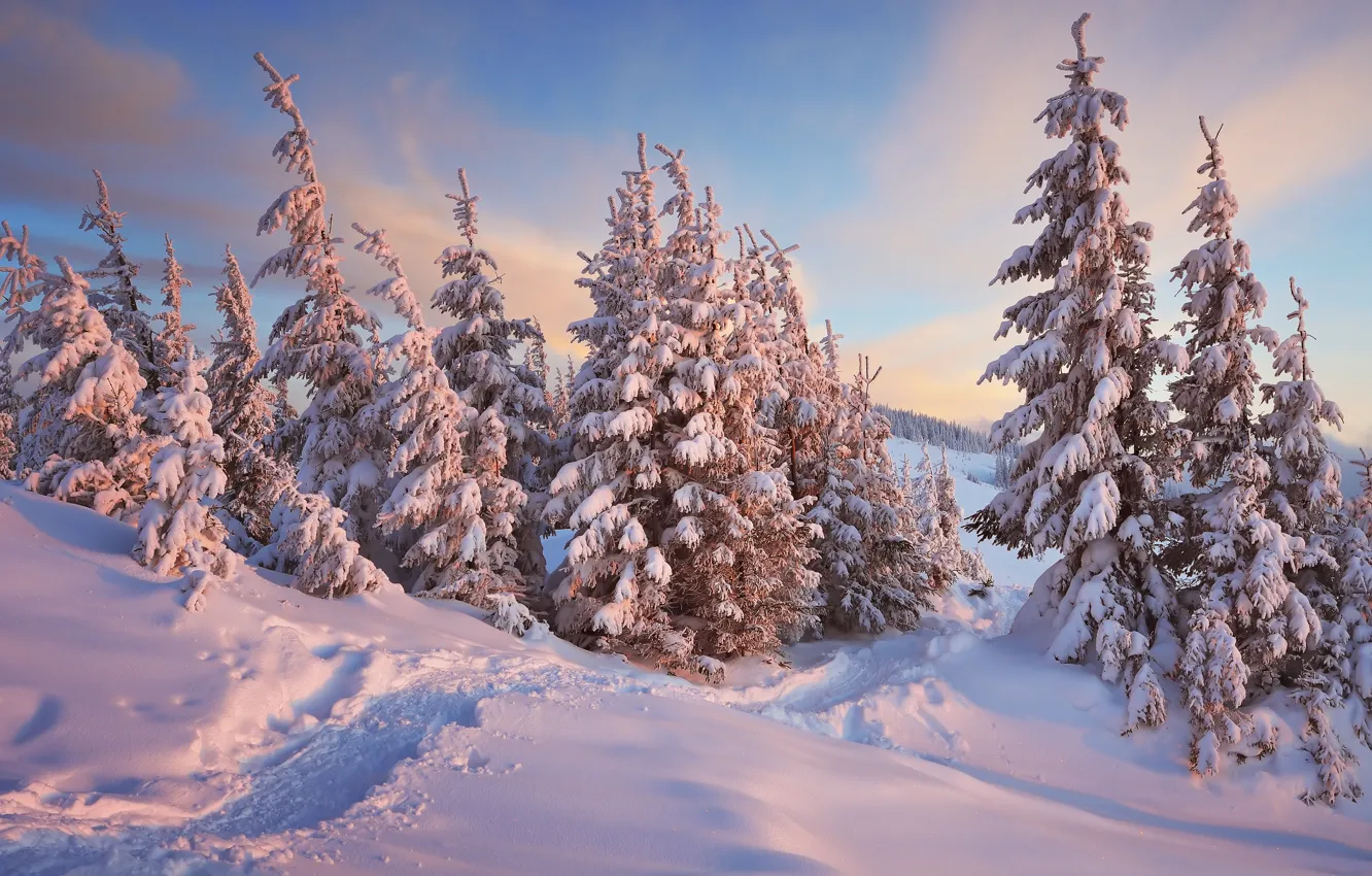 Wallpaper Nature, Winter, Trees, Snow images for desktop, section ...