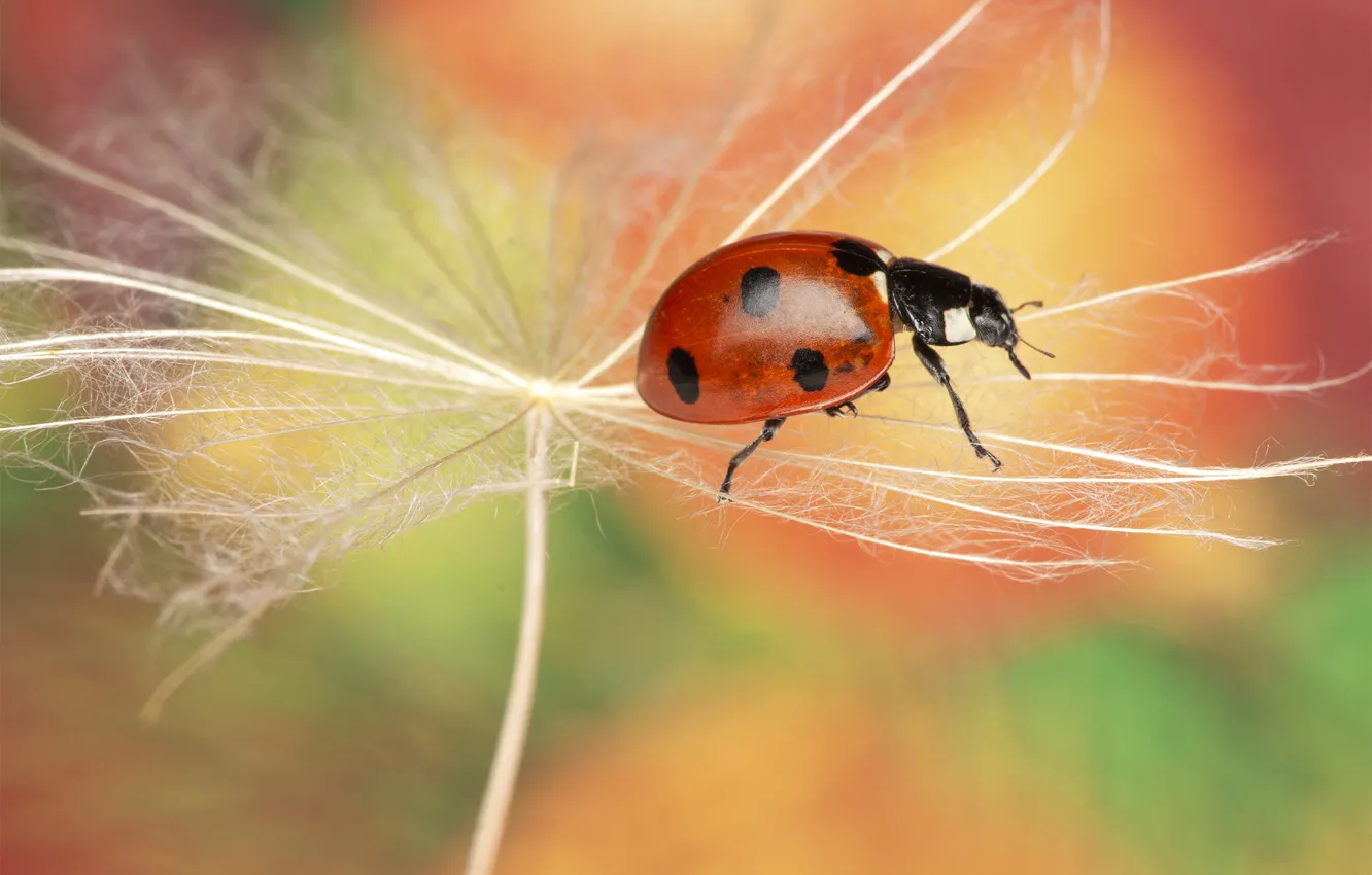Wallpaper macro, background, plant, ladybug, beetle, bokeh, parachutes ...