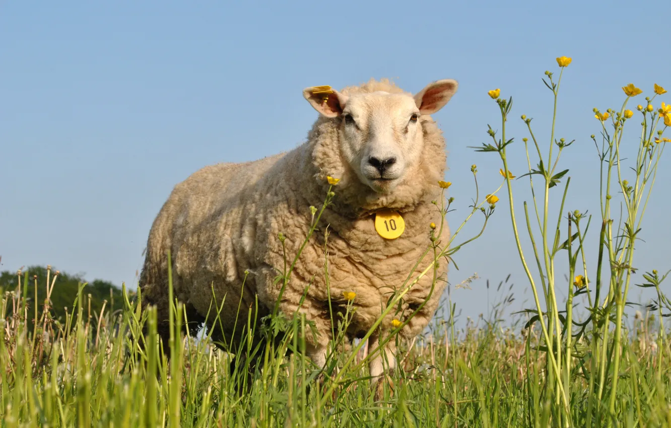 Wallpaper field, weed, sheep for mobile and desktop, section животные ...