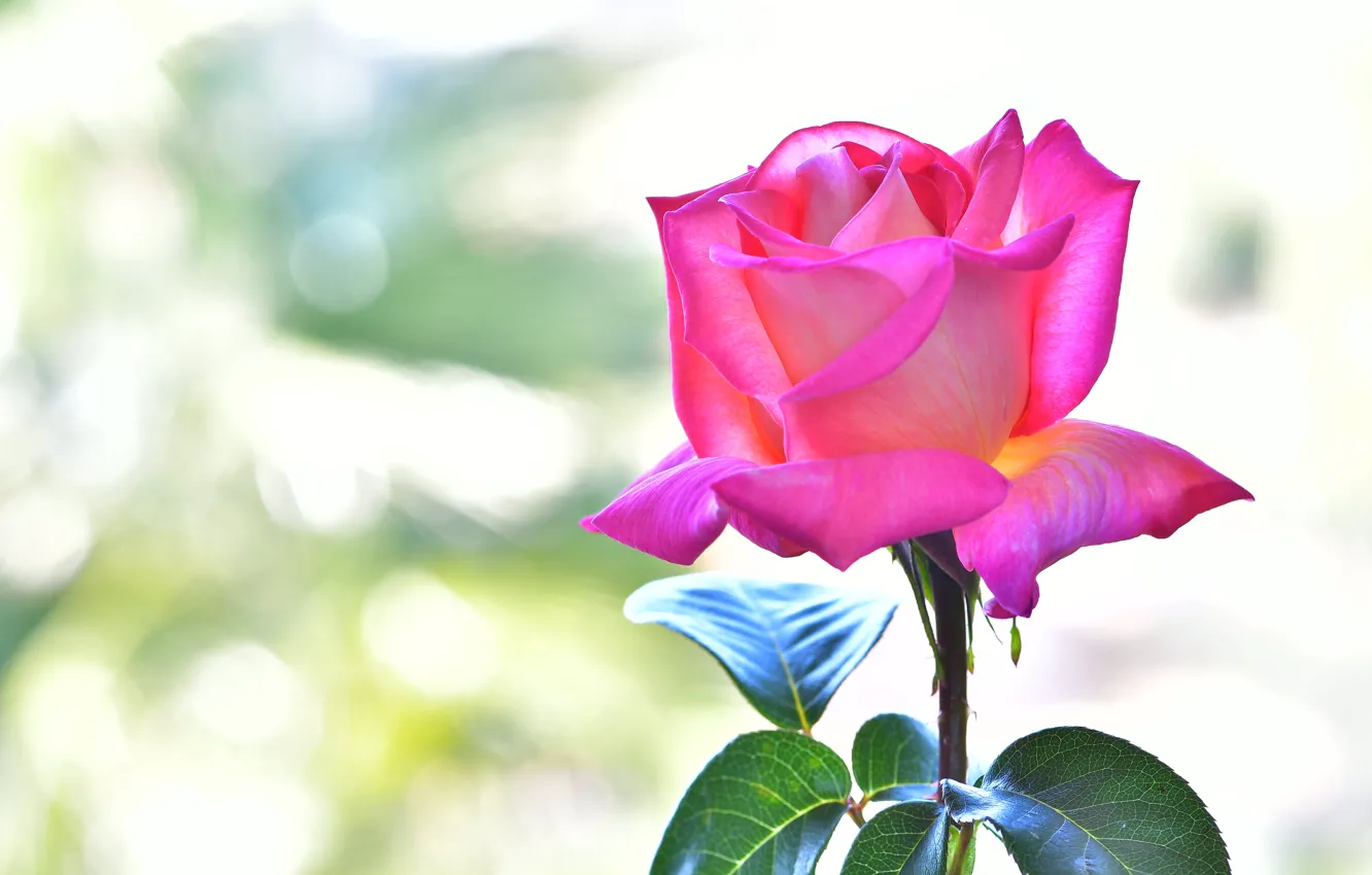 Wallpaper flower, leaves, pink, rose, stem, Bud, light background, bokeh for mobile and desktop ...
