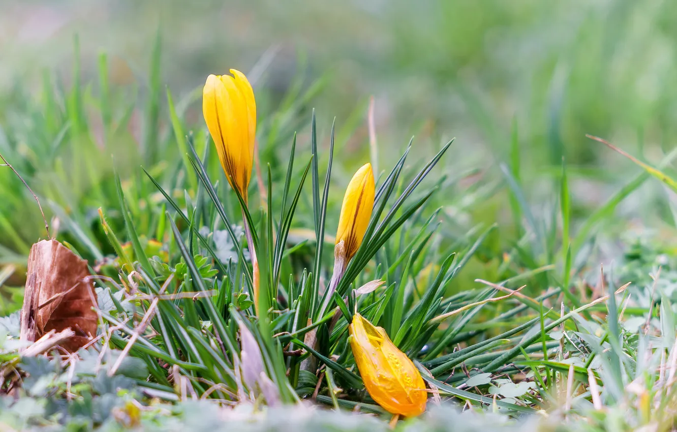 Wallpaper flower, grass, plant for mobile and desktop, section природа ...