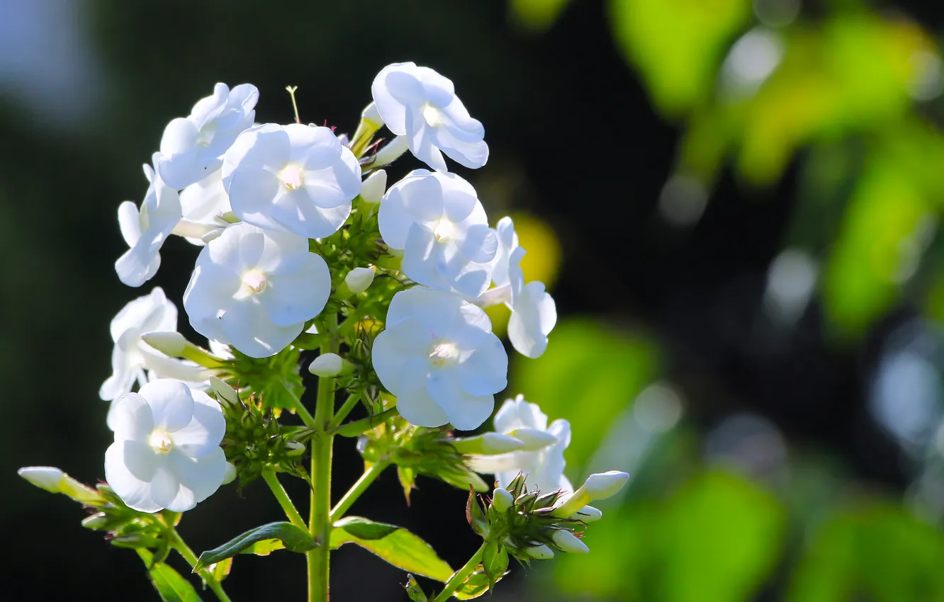 Wallpaper white, flower, blooming for mobile and desktop, section ...