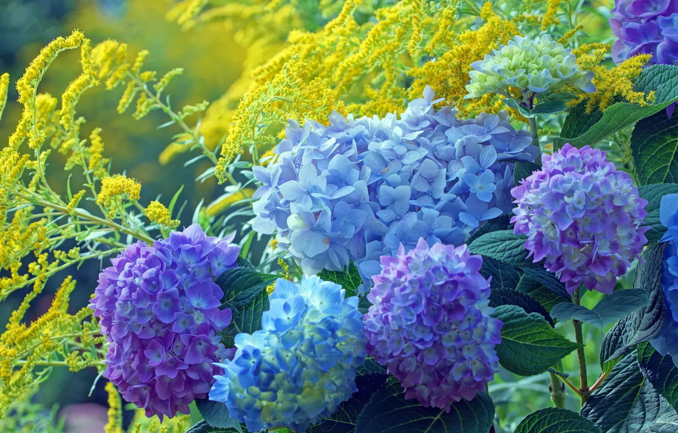 Wallpaper flowers, yellow, blue, the bushes, lilac, hydrangea, goldenrod for mobile and desktop ...