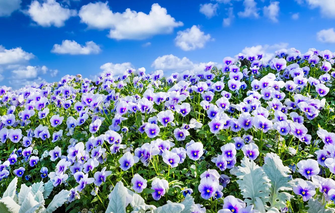 Wallpaper the sky, leaves, clouds, flowers, blue, glade, spring, Pansy ...