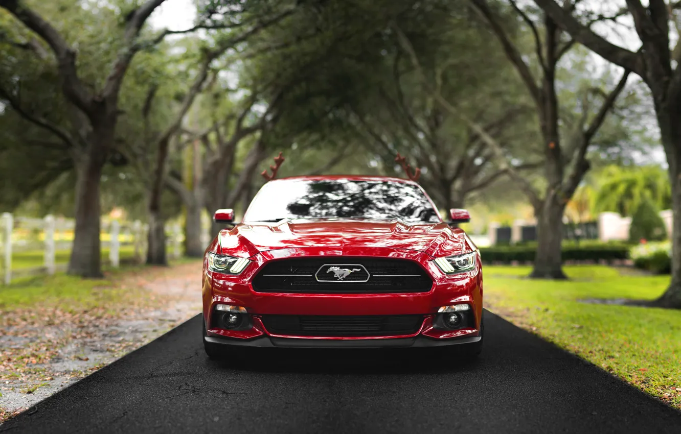 Wallpaper road, trees, lights, horse, the fence, Mustang, Ford, front ...