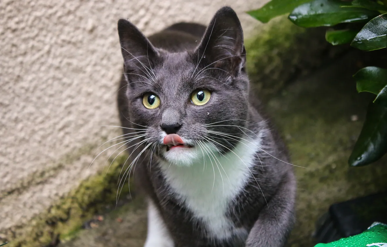 Wallpaper language, cat, look, cat for mobile and desktop, section ...