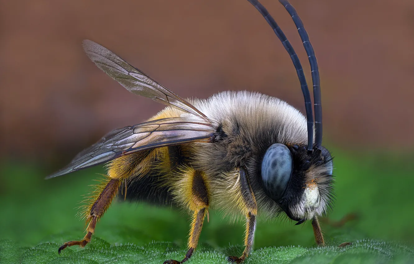 Wallpaper macro, bee, background, OSA, insect, antennae for mobile and ...