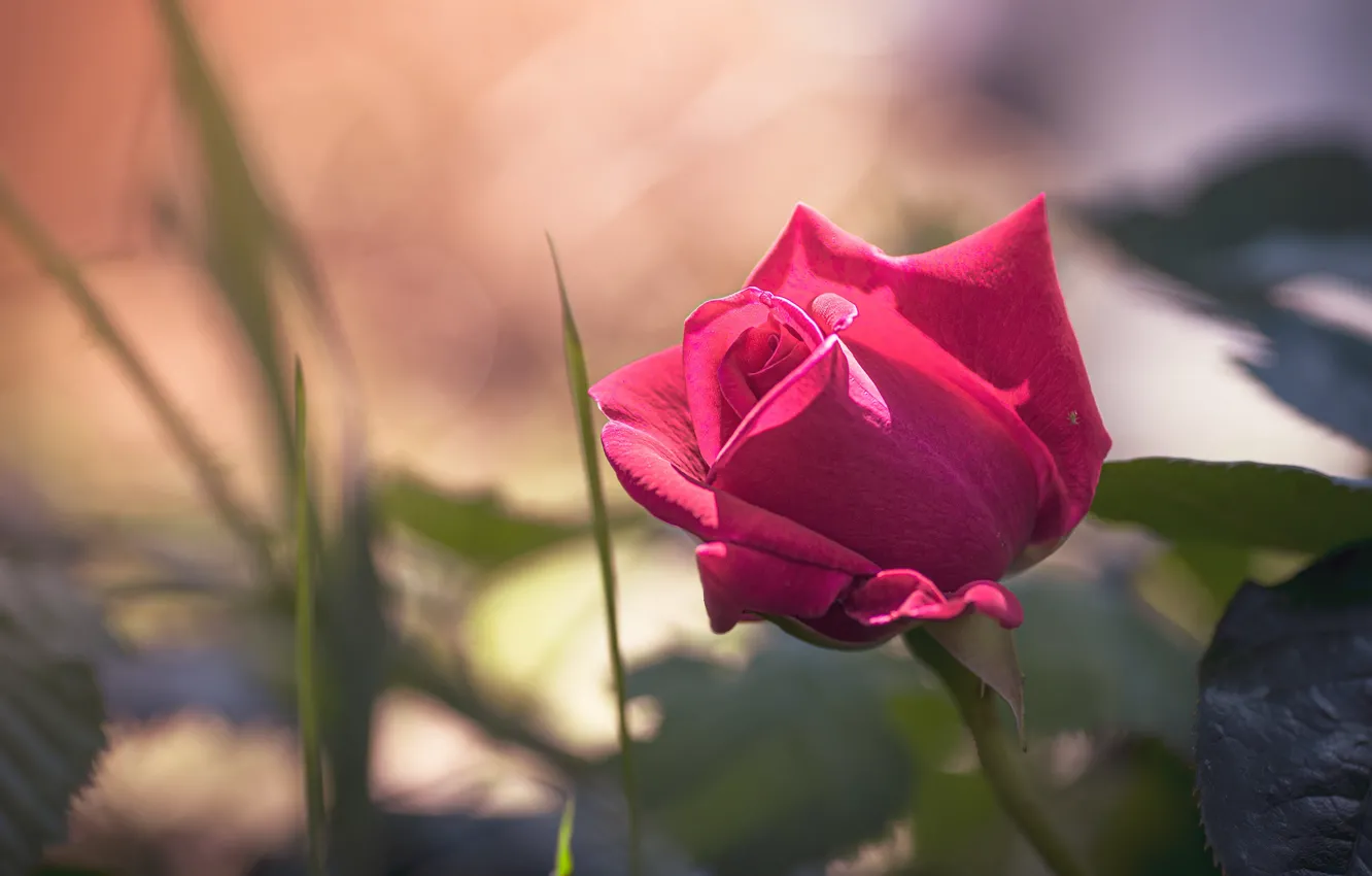 Wallpaper leaves, pink, rose, Bud, light background, bokeh for mobile and desktop, section цветы ...