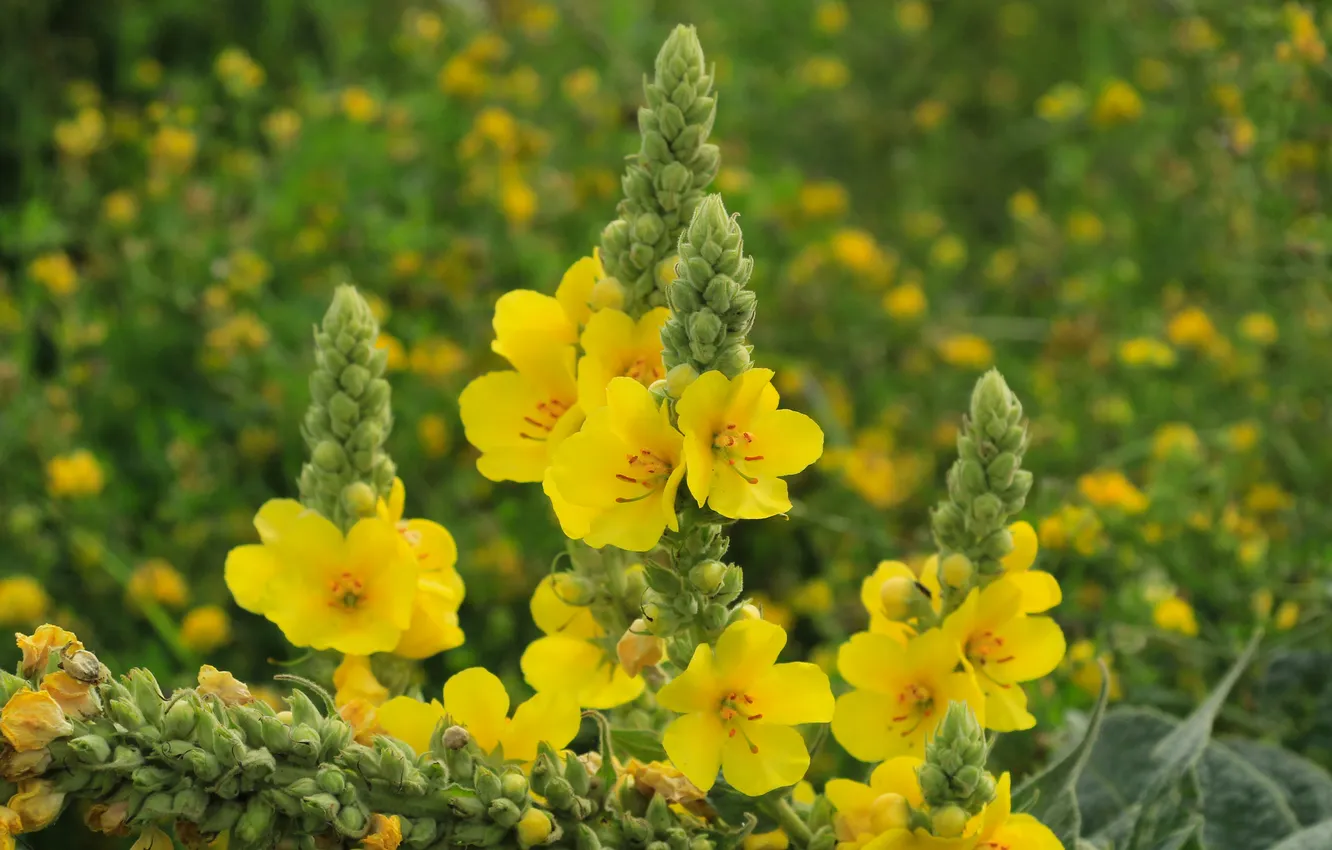 Wallpaper flower, yellow, meadow for mobile and desktop, section природа, resolution 4351x2700 ...