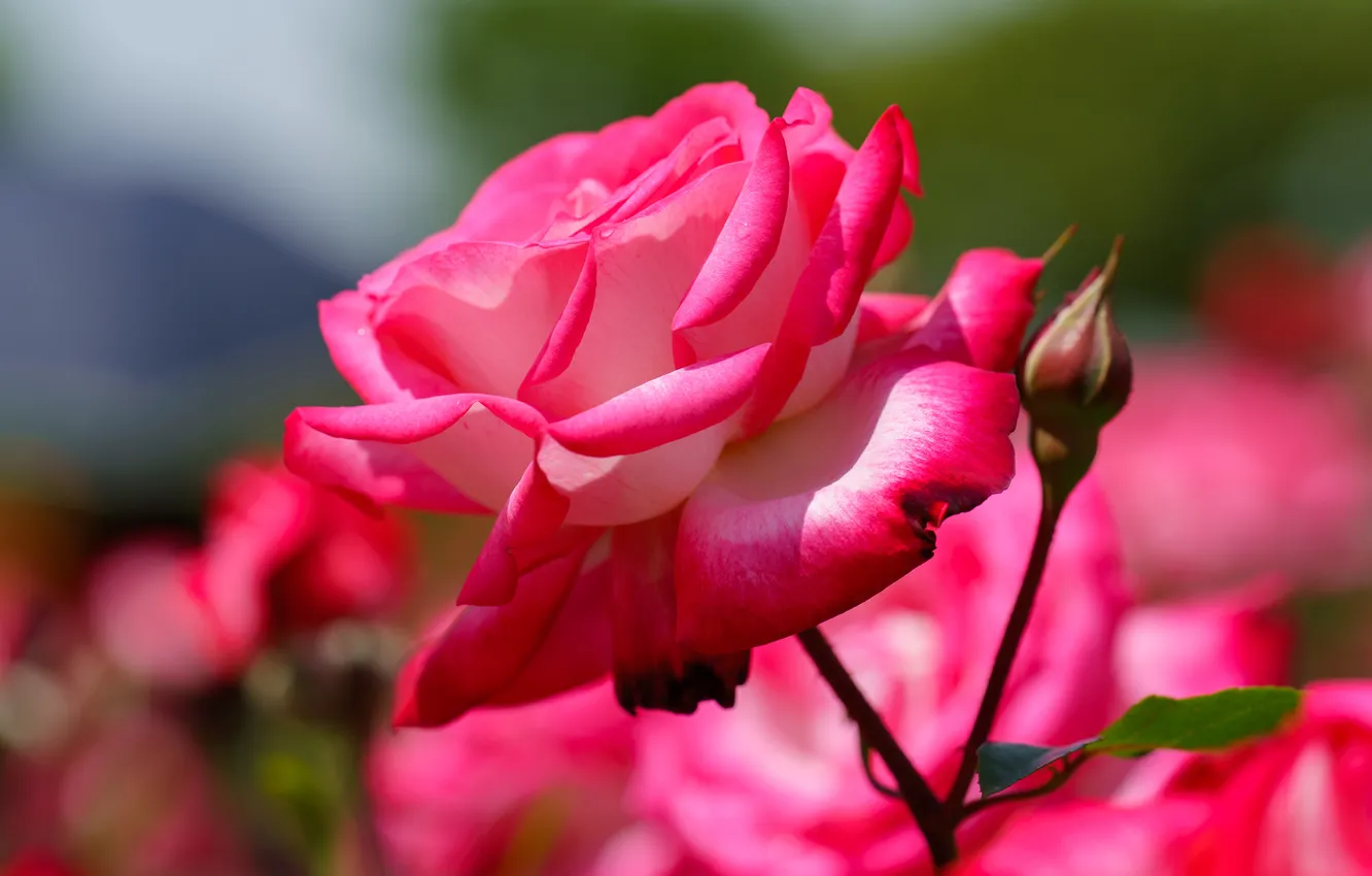 Wallpaper flower, light, pink, rose, garden, Bud, bokeh for mobile and desktop, section цветы ...
