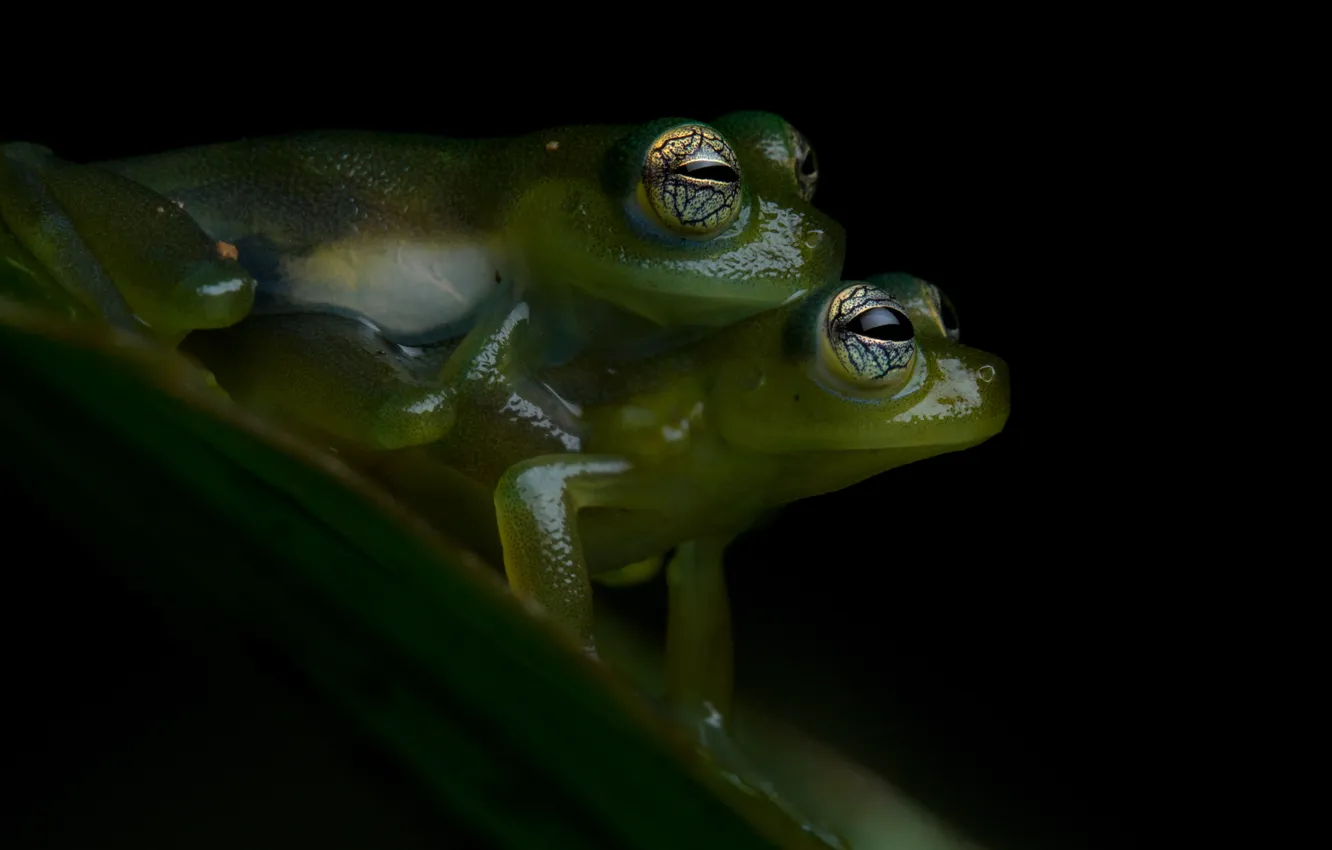 Wallpaper two, green, pair, frogs, black background, Duo for mobile and ...