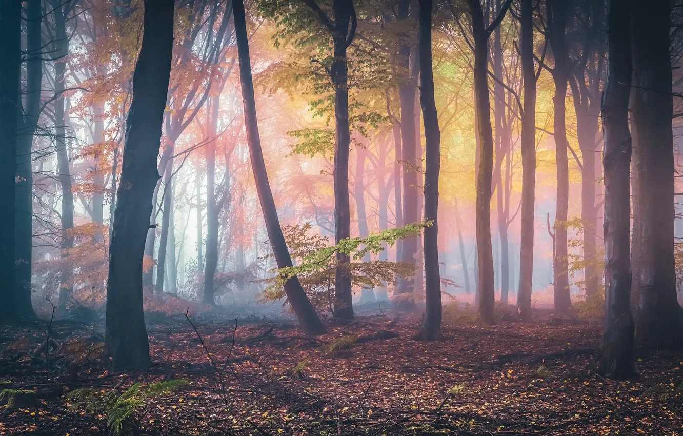 Wallpaper forest, light, trees, branches, fog, Park, morning for mobile ...