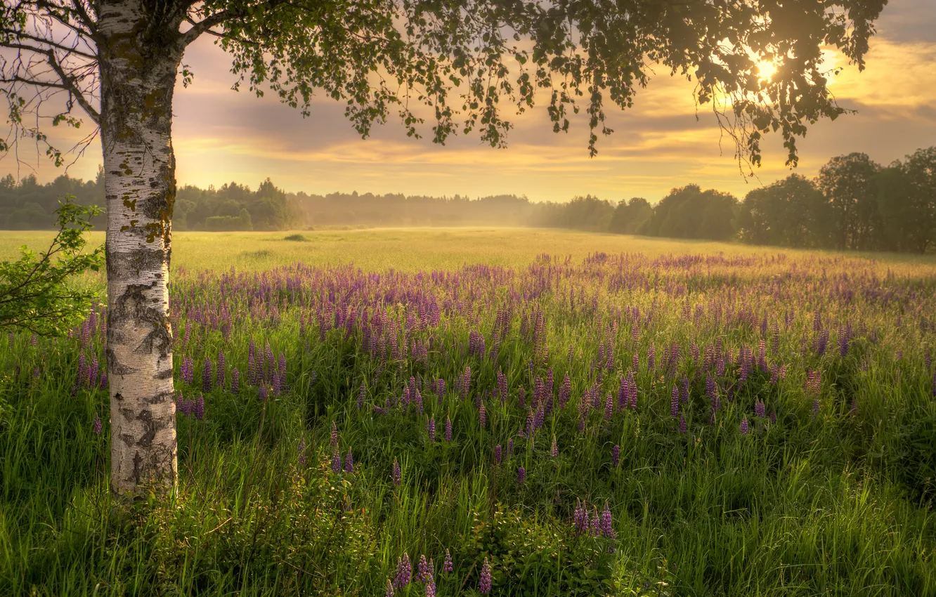 Wallpaper summer, sunset, flowers, nature, the evening, birch, lupins ...