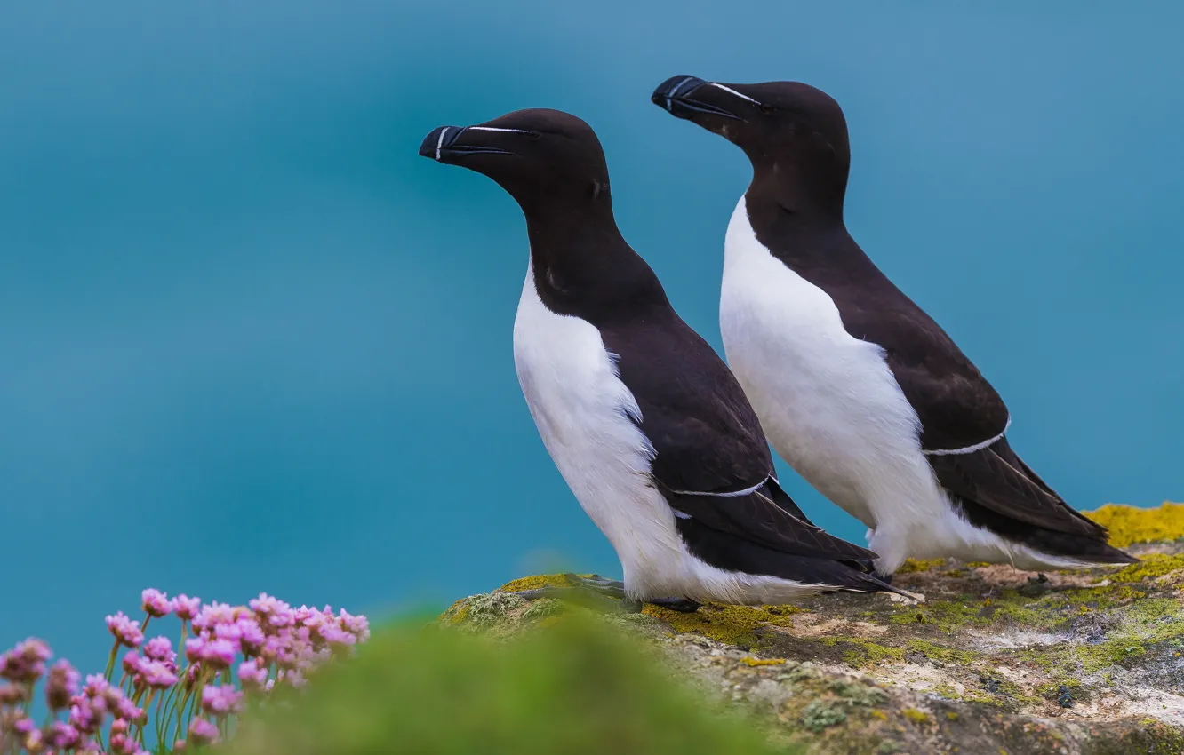 Wallpaper flowers, bird, pair, stalled, blue background, two birds ...