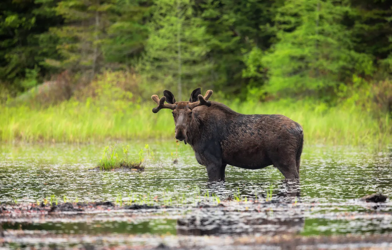 Wallpaper forest, shore, bathing, pond, moose for mobile and desktop ...