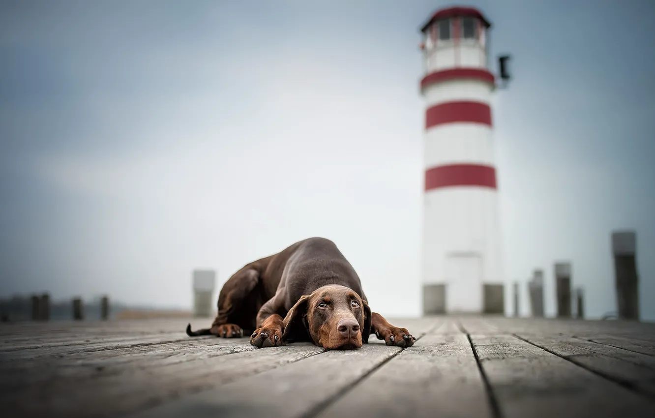 Wallpaper each, lighthouse, dog for mobile and desktop, section собаки ...