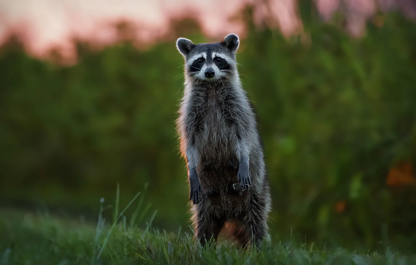 Wallpaper look, raccoon, stand for mobile and desktop, section животные ...