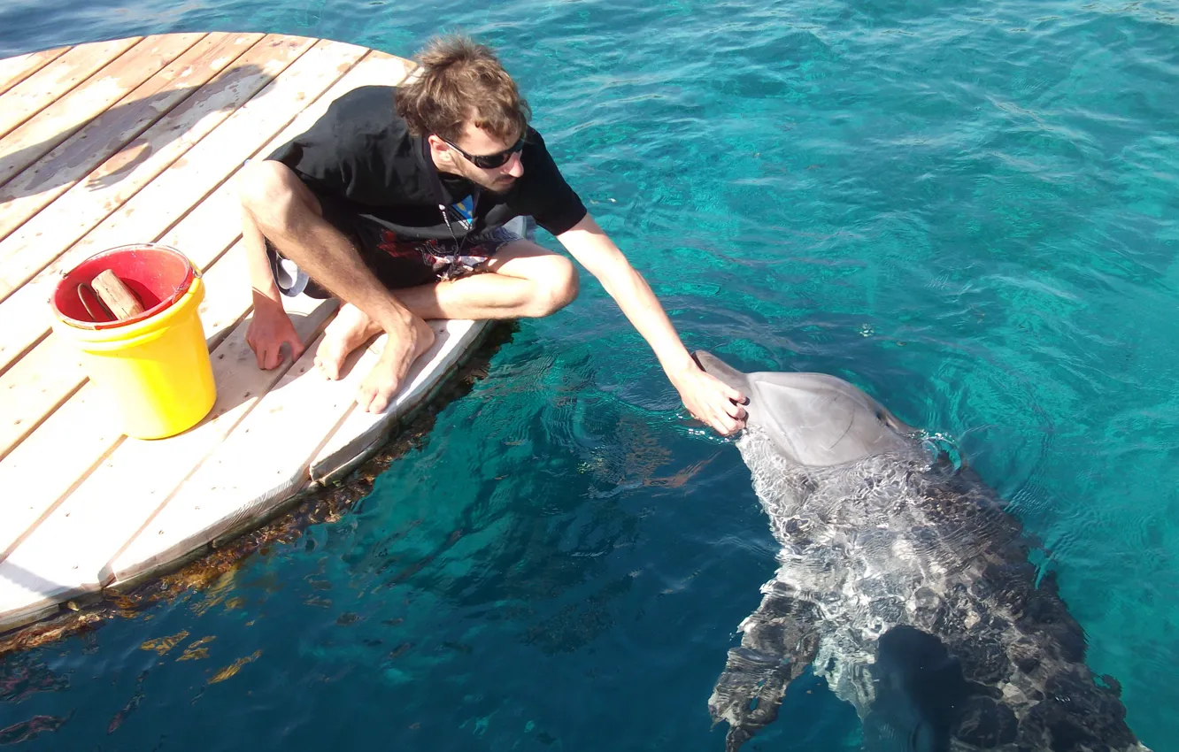 Wallpaper Dolphin, people, communication, Israel, Eilat for mobile and ...