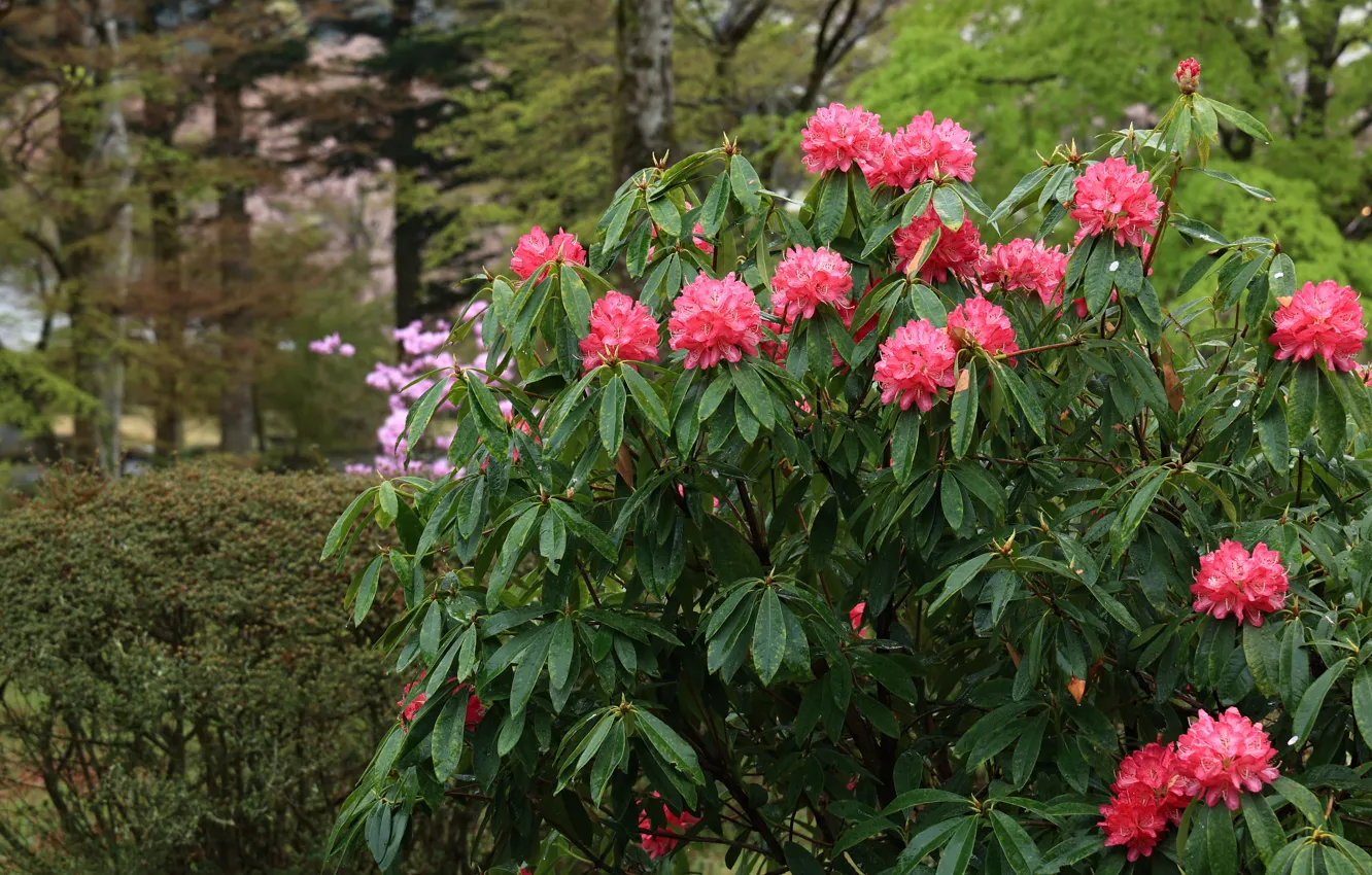 Wallpaper flowers, pink, Azalea, rhododendrons for mobile and desktop ...
