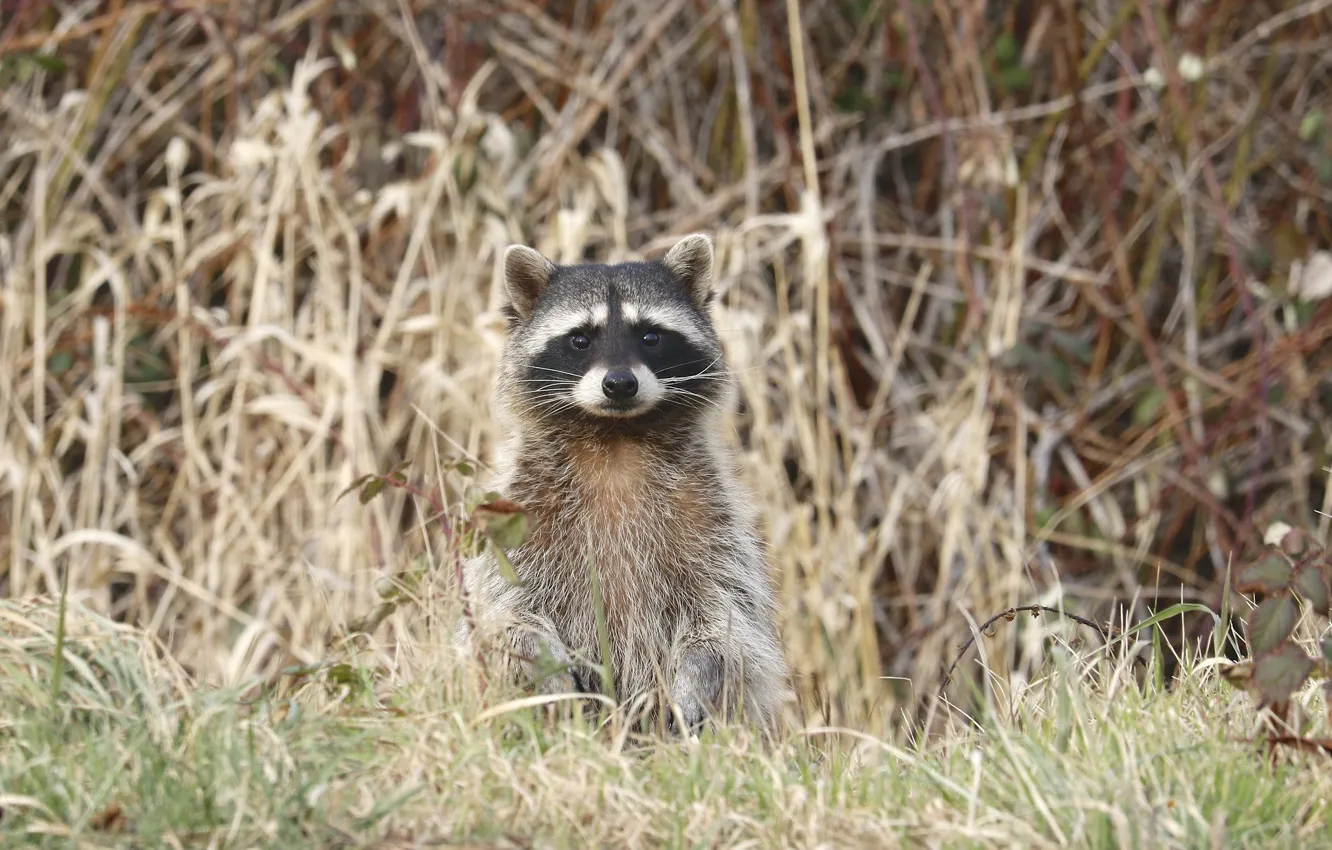Wallpaper grass, look, raccoon for mobile and desktop, section животные ...