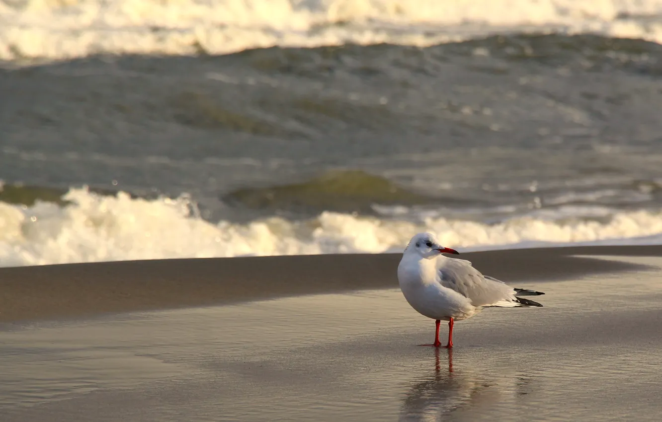 Wallpaper beach, ocean, bird, water, seagull for mobile and desktop ...
