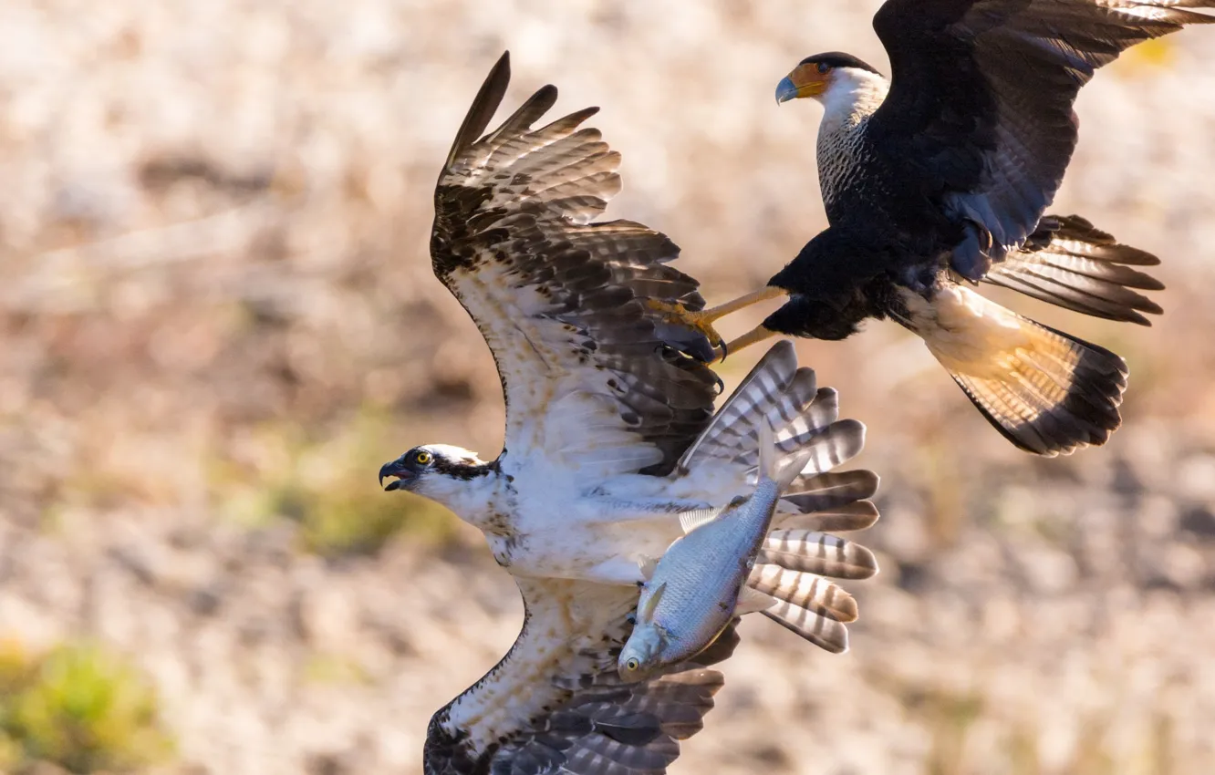 Wallpaper bird, fish, fight for mobile and desktop, section животные ...