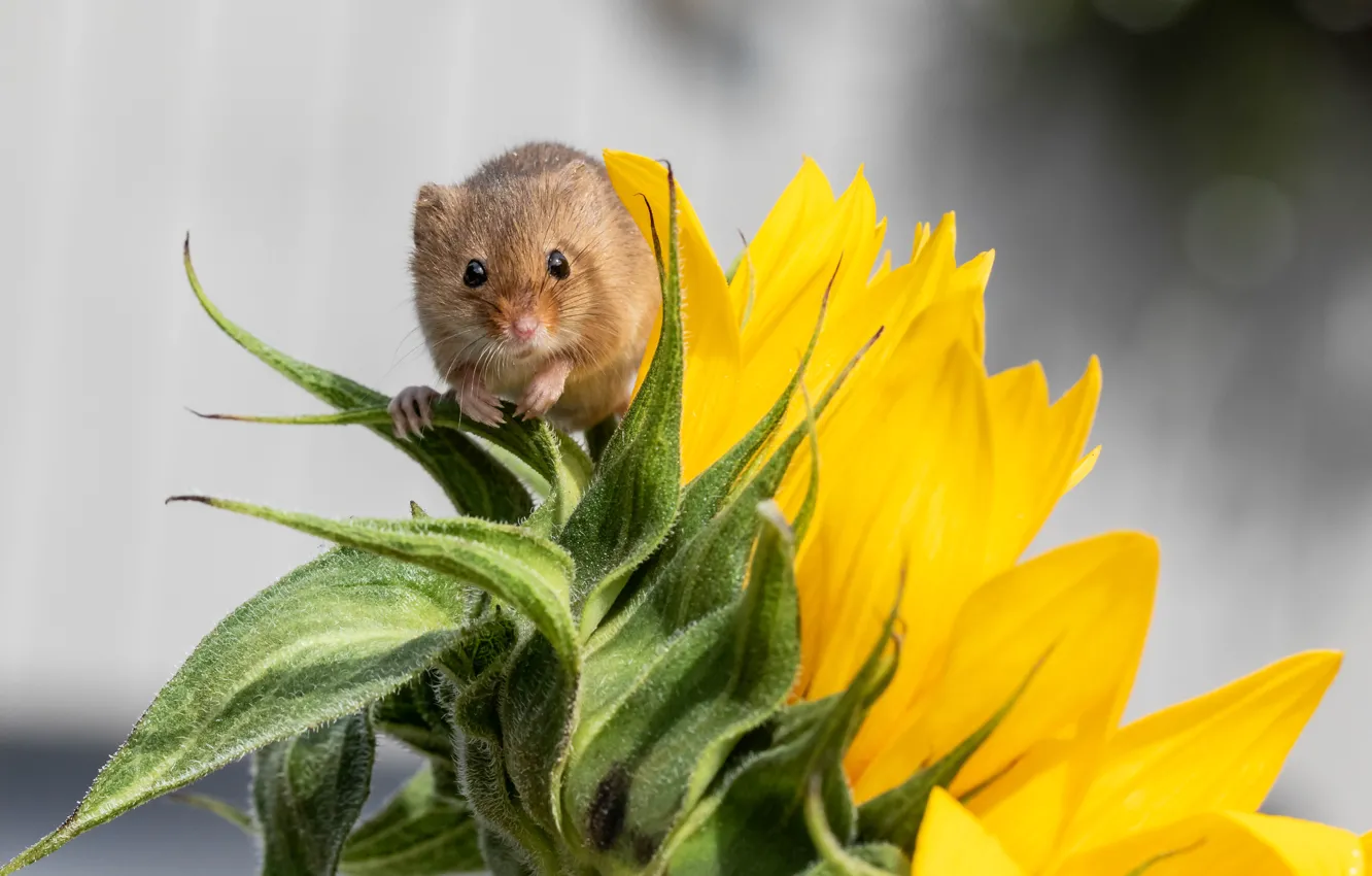 Wallpaper look, nature, sunflower, mouse, sitting for mobile and ...