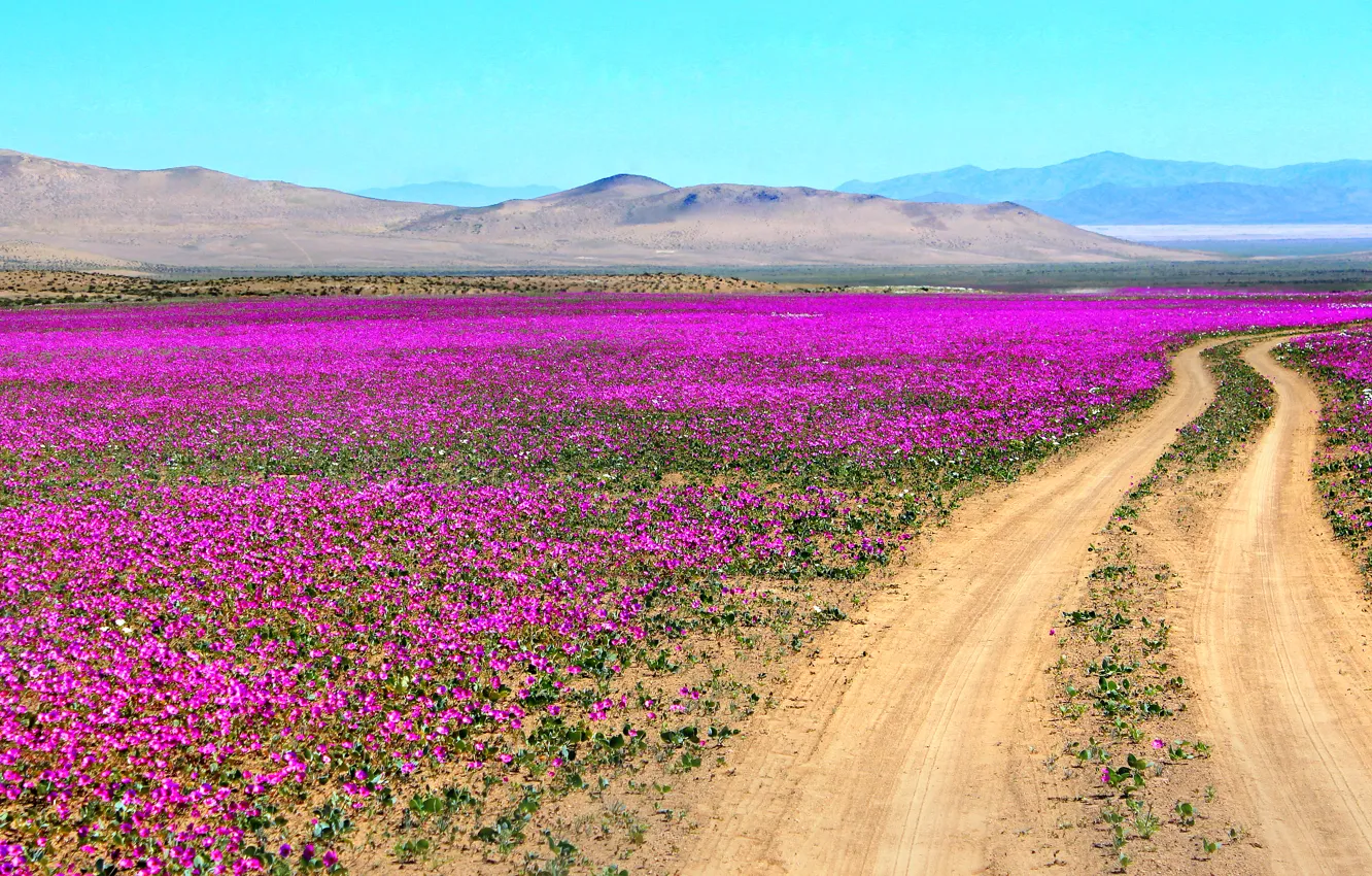 Wallpaper field, flowers, spring, Chile, the Atacama desert for mobile ...