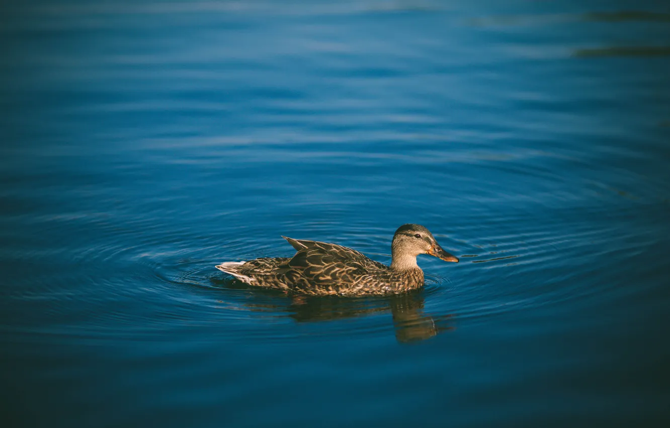 Wallpaper water, bird, feathers, duck for mobile and desktop, section ...