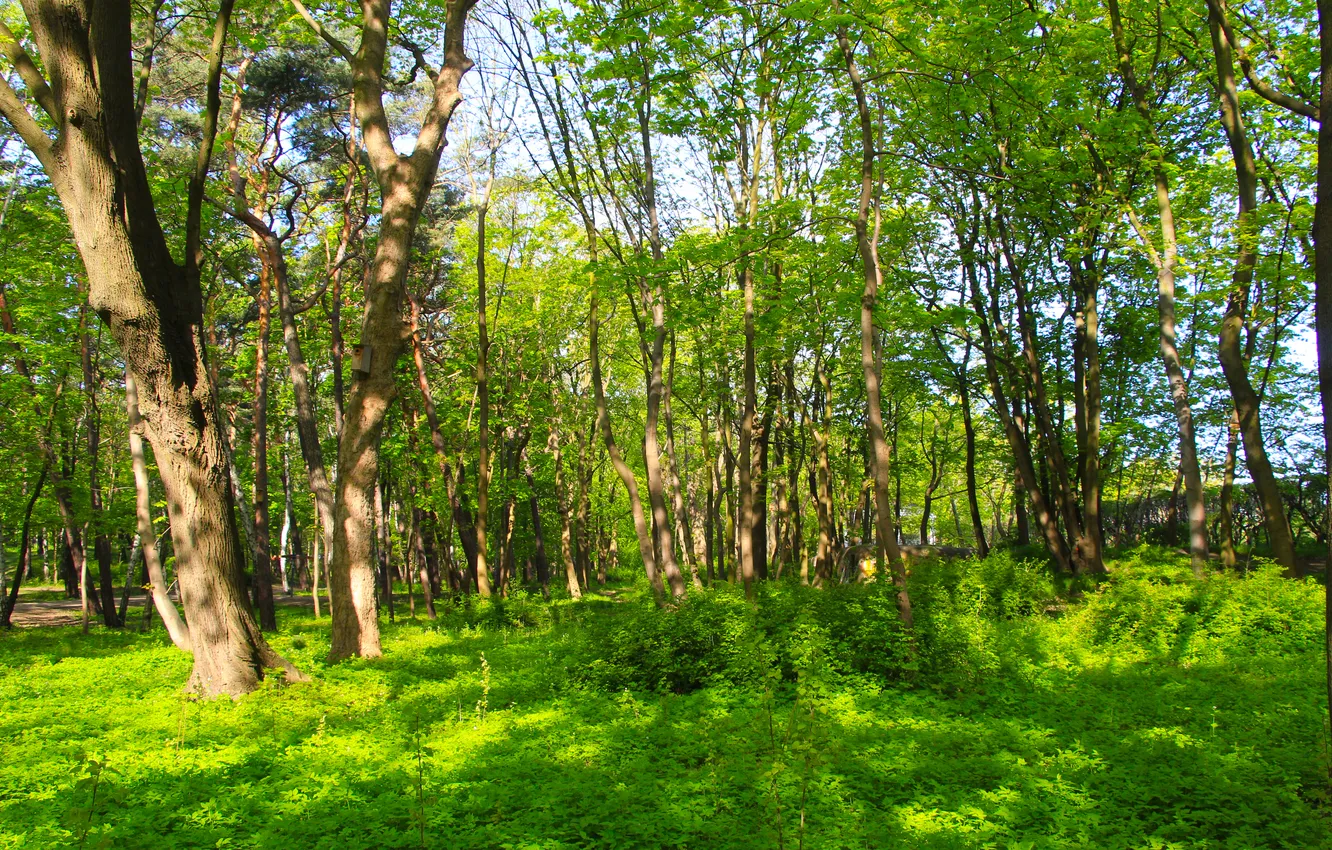 Wallpaper green, forest, trees, park, spring for mobile and desktop ...