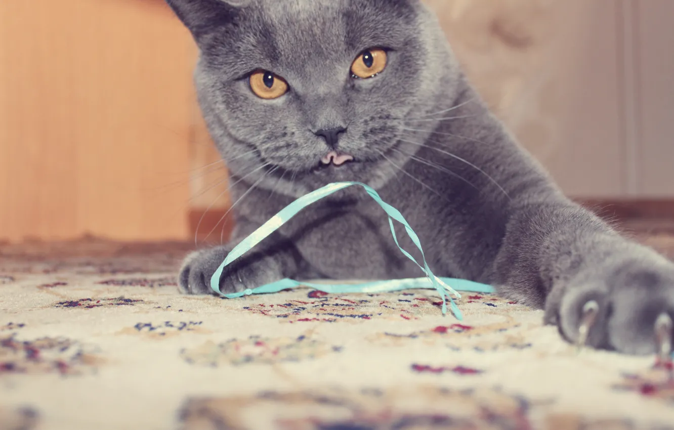 Wallpaper kitty, grey, max, thecat, fluffy, britishcat for mobile and ...