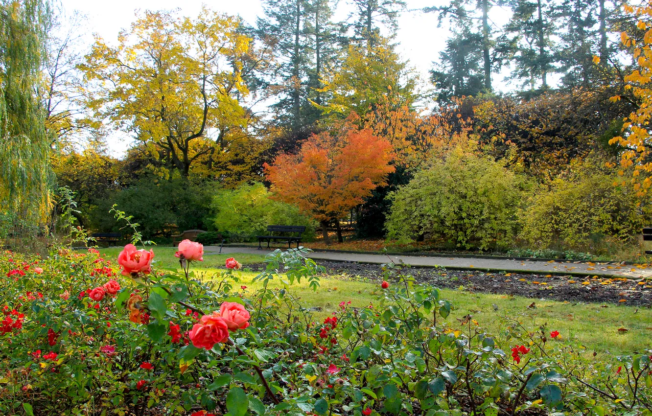 Wallpaper trees, park, autumn, roses for mobile and desktop, section ...