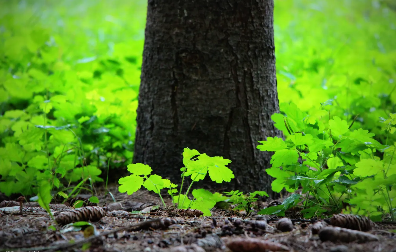 Wallpaper greens, forest, grass, tree, bumps for mobile and desktop ...